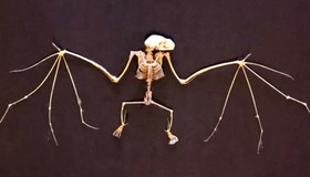 Dissection - Alchetron, The Free Social Encyclopedia